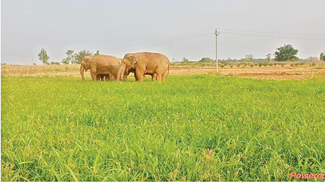 ఏనుగుల సంచారం.. పంటలు ధ్వంసం | Movement of elephants, destruction of crops