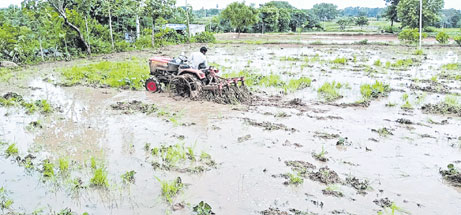 జీలుగ, జనుము విత్తనాలు దొరికేనా? | Can you find Zeeluga and Janumu seeds?