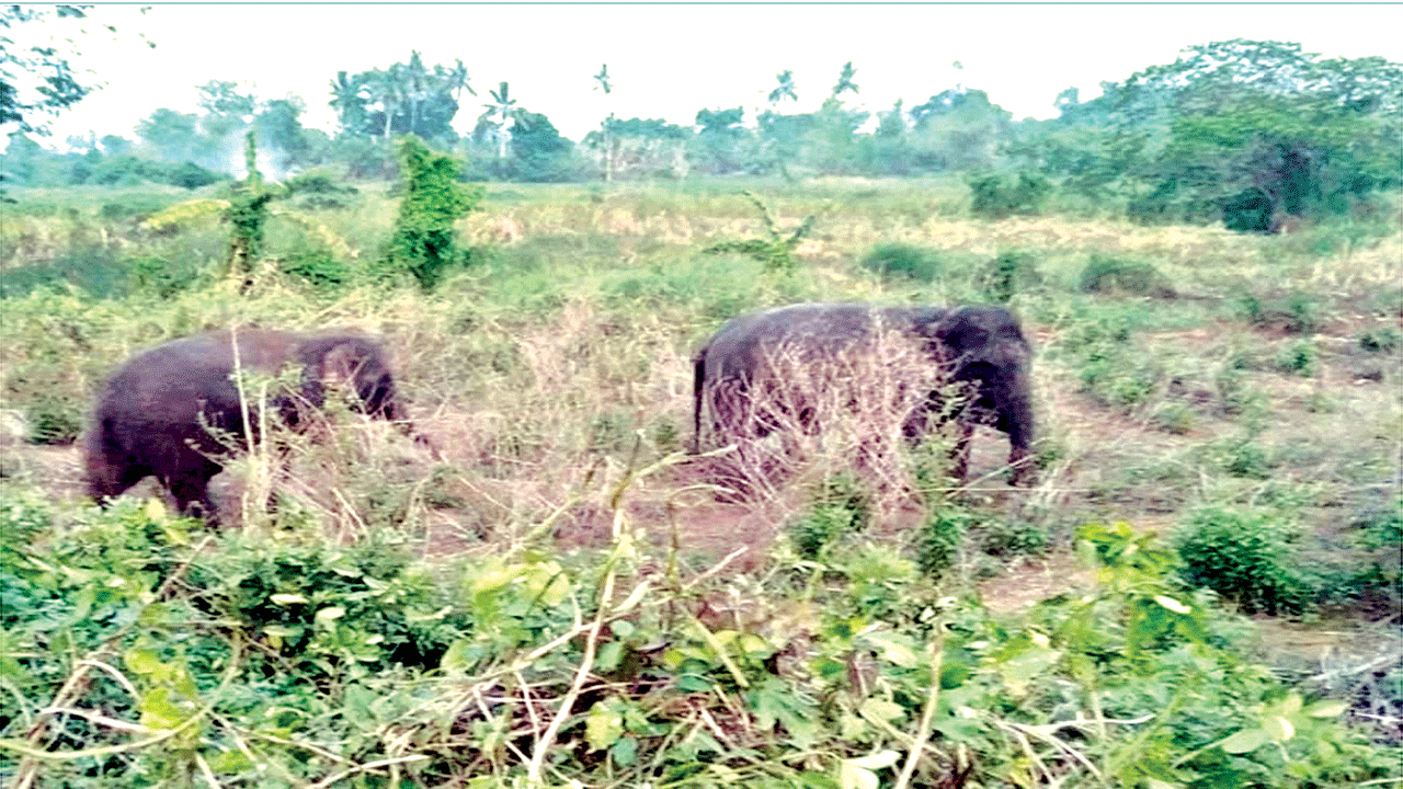 దుగ్గిలో ఏనుగులు | Elephants in Duggi