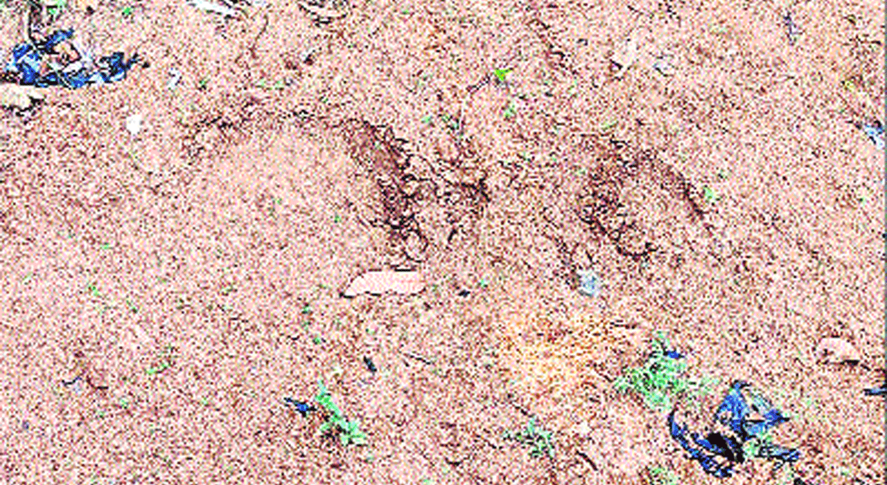 ఒంటరి ఏనుగు జాడ గుర్తింపు | Single Elephant Track Identification