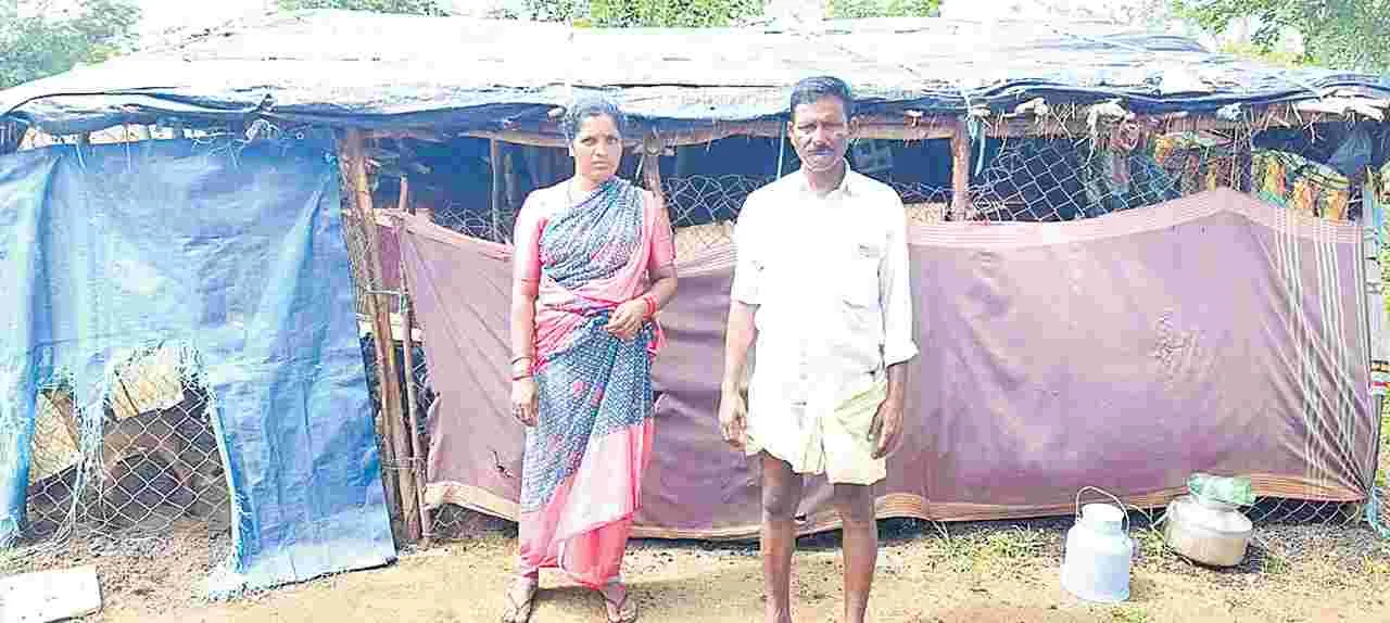 15 మేకలు అపహరణ | Abduction of 15 goats