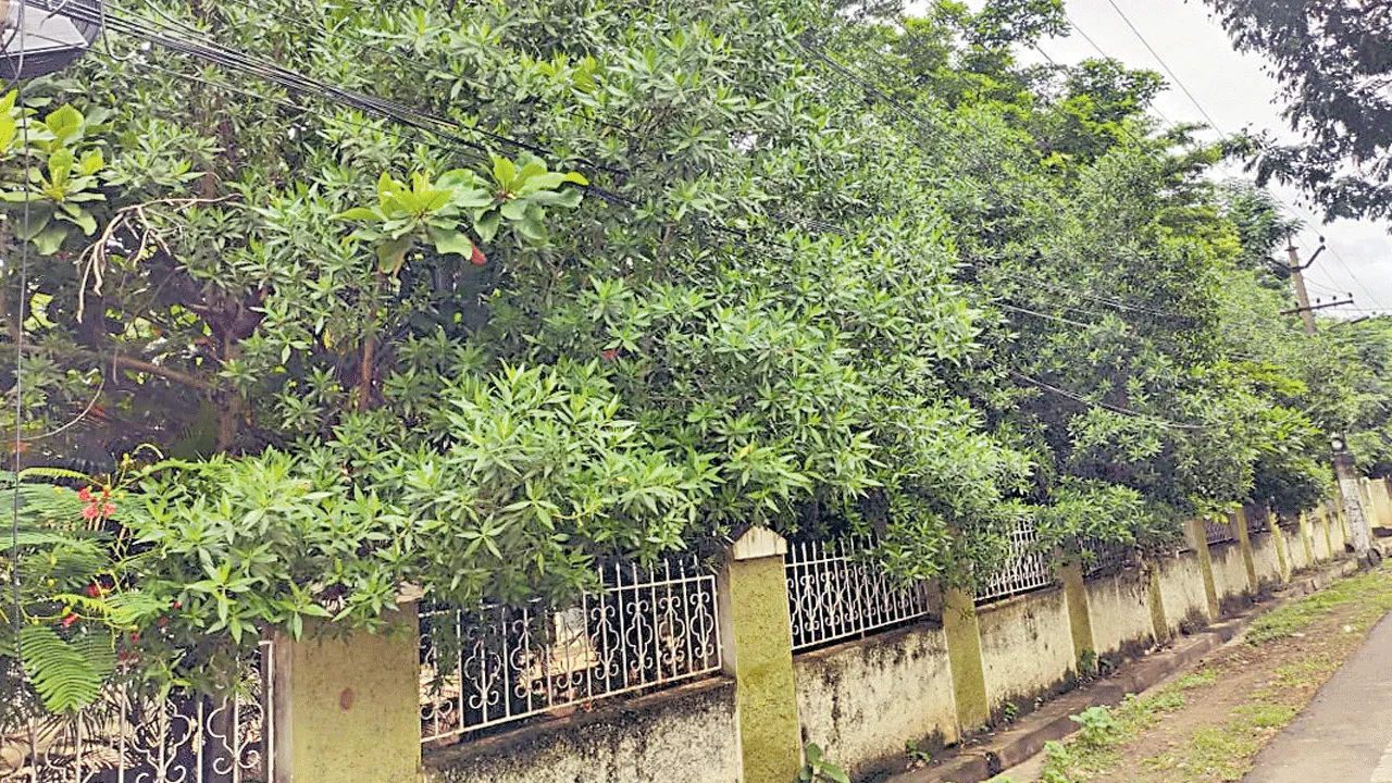 విషపూరిత కోనో కార్పస్‌ | conocorpus plant toxic oxygen carobo dioxide