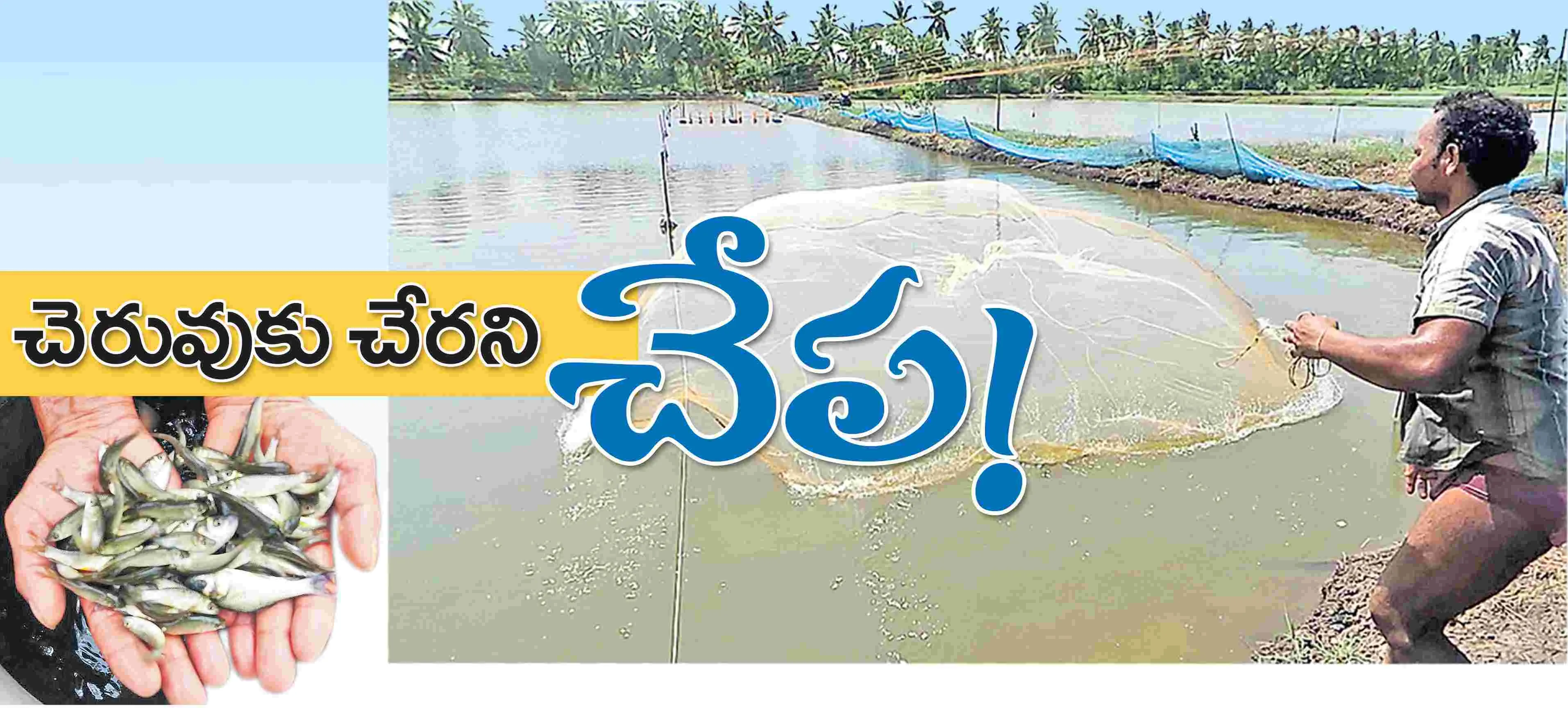 చెరువుకు చేరని చేప! | A fish that does not reach the pond!