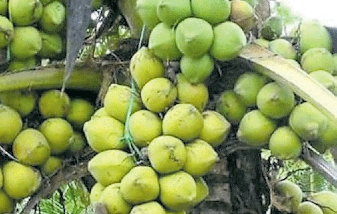 కొబ్బరి అ‘ఽధర’హో | coconut rate adaraho