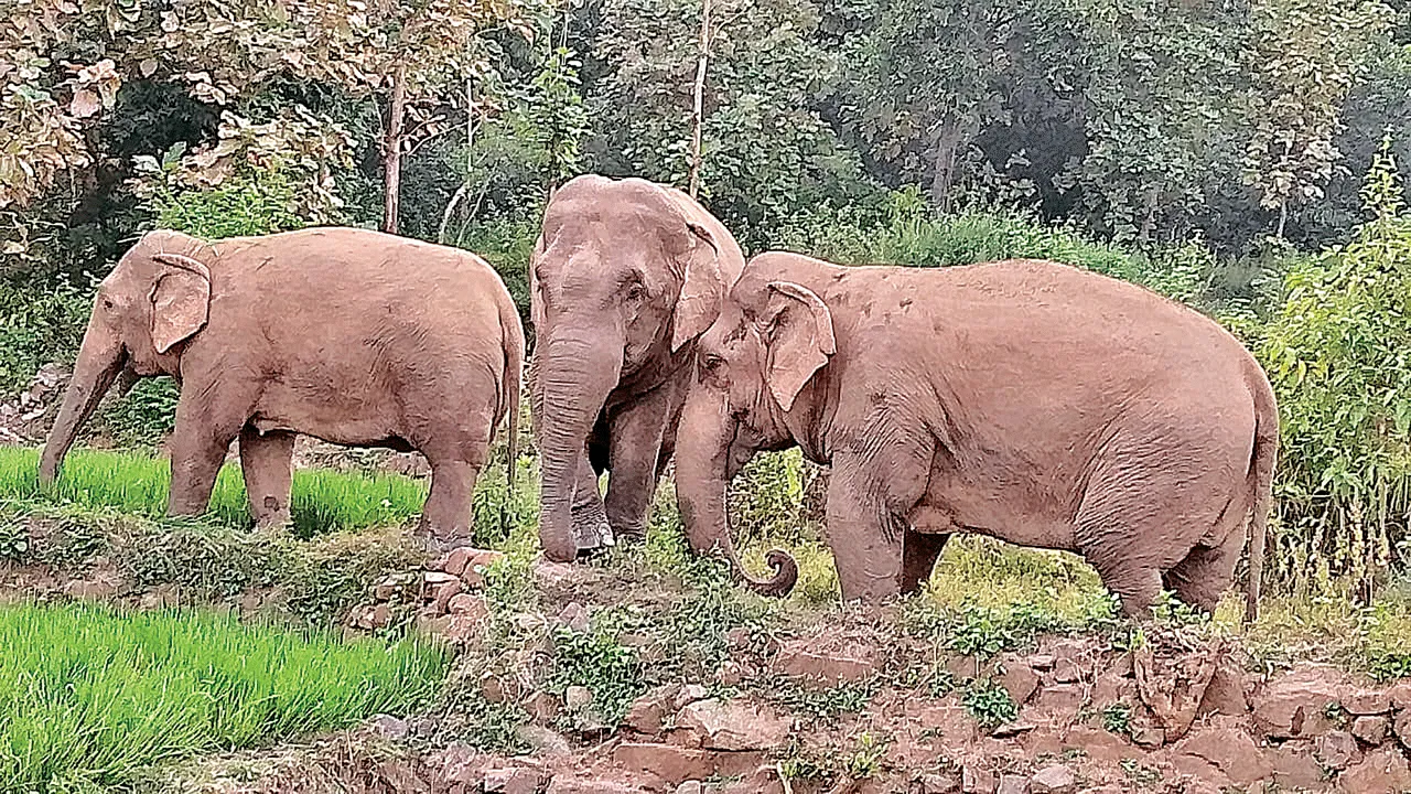 ఏనుగుల బెడద తప్పేదెప్పుడు? | When will the elephants be troubled?