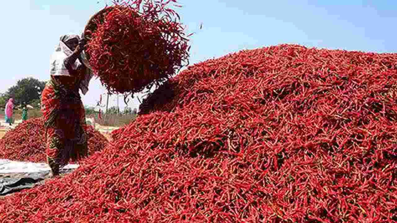 Chilli Price: శివరాత్రి ముందు మిర్చి రైతులకు పండగలాంటి వార్త.. కేంద్ర ...