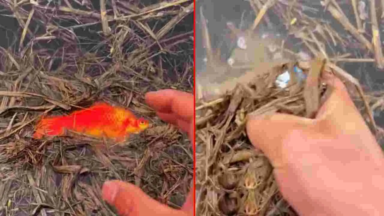 Funny Viral Video: నీటిపై రంగు రంగుల చేప.. పట్టుకుని చూడగా షాకింగ్ సీన్ ...