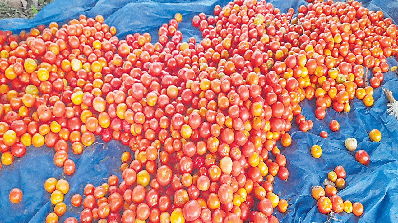 దిగజారిన టమోటా ధర | tamota rates get down