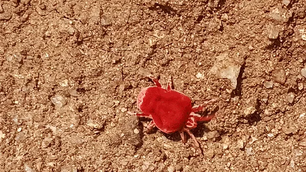 ఆరుద్ర పురుగులొచ్చాయ్‌ | Arudra insects