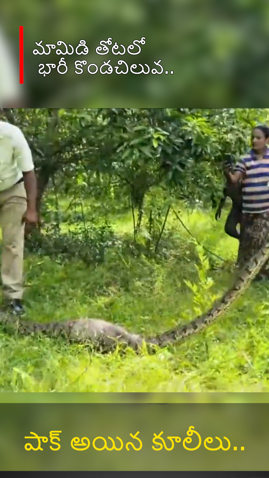 మామిడి తోటలో భారీ కొండచిలువ..