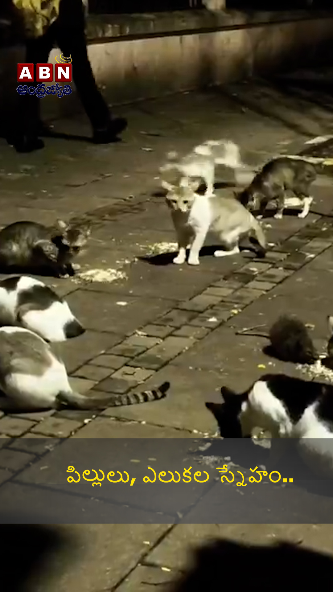 పిల్లులు, ఎలుకల స్నేహం..