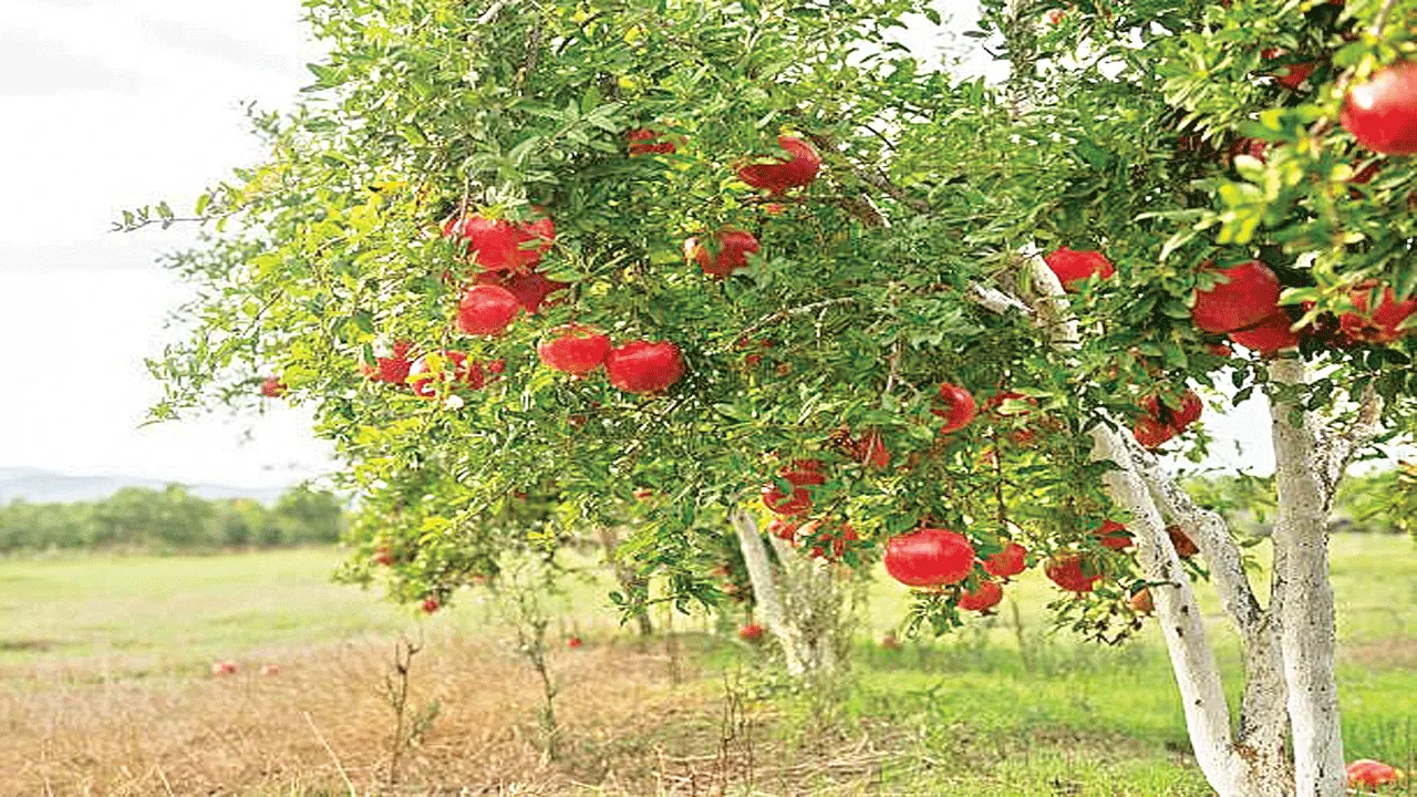 'Employment' with 20 more crops మరో 20 పంటలతో ‘ఉపాధి’ | 'Employment ...