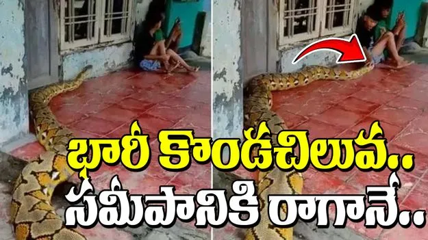 Huge python Video: వామ్మో.. ఆ కుర్రాళ్లకు భయం లేదా.. భారీ కొండచిలువ ...