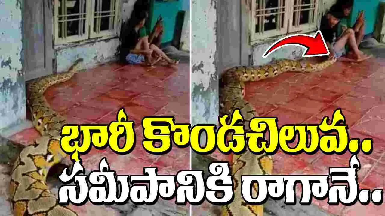 Huge python Video: వామ్మో.. ఆ కుర్రాళ్లకు భయం లేదా.. భారీ కొండచిలువ ...