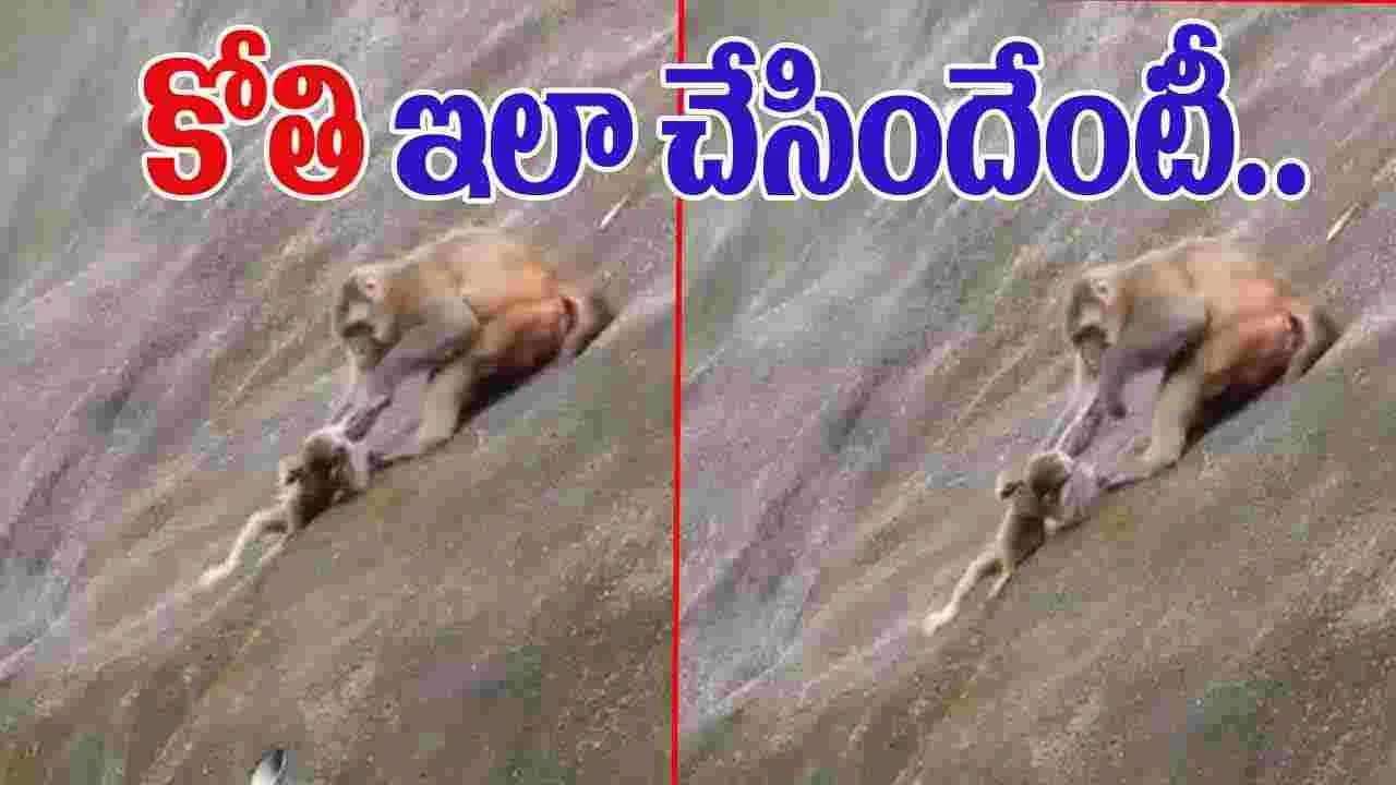 Monkey Shocking Video: కళ్లతో చూస్తే గానీ నమ్మలేరు.. కొండపై ఈ కోతి చేసిన పని చూస్తే.. | mother ...