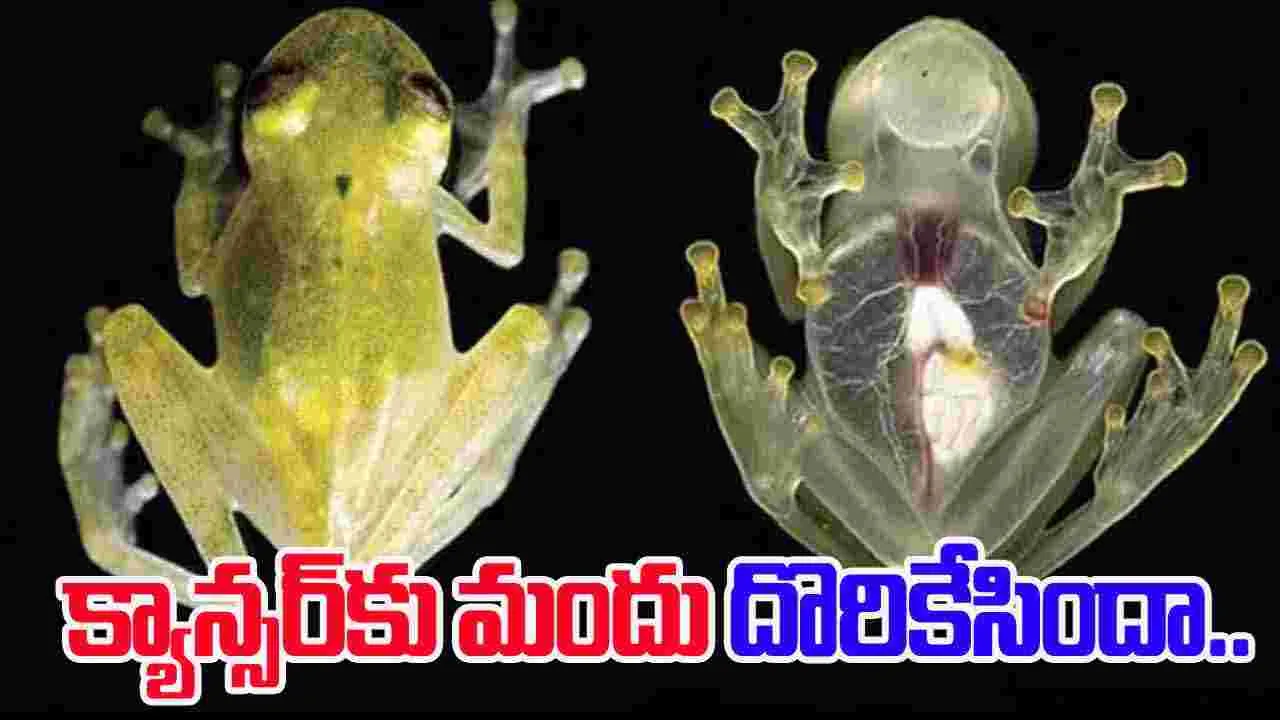 Cancer cure discovery: ప్రమాదకర క్యాన్సర్‌కు మందు దొరికేసిందా.. కప్ప ...