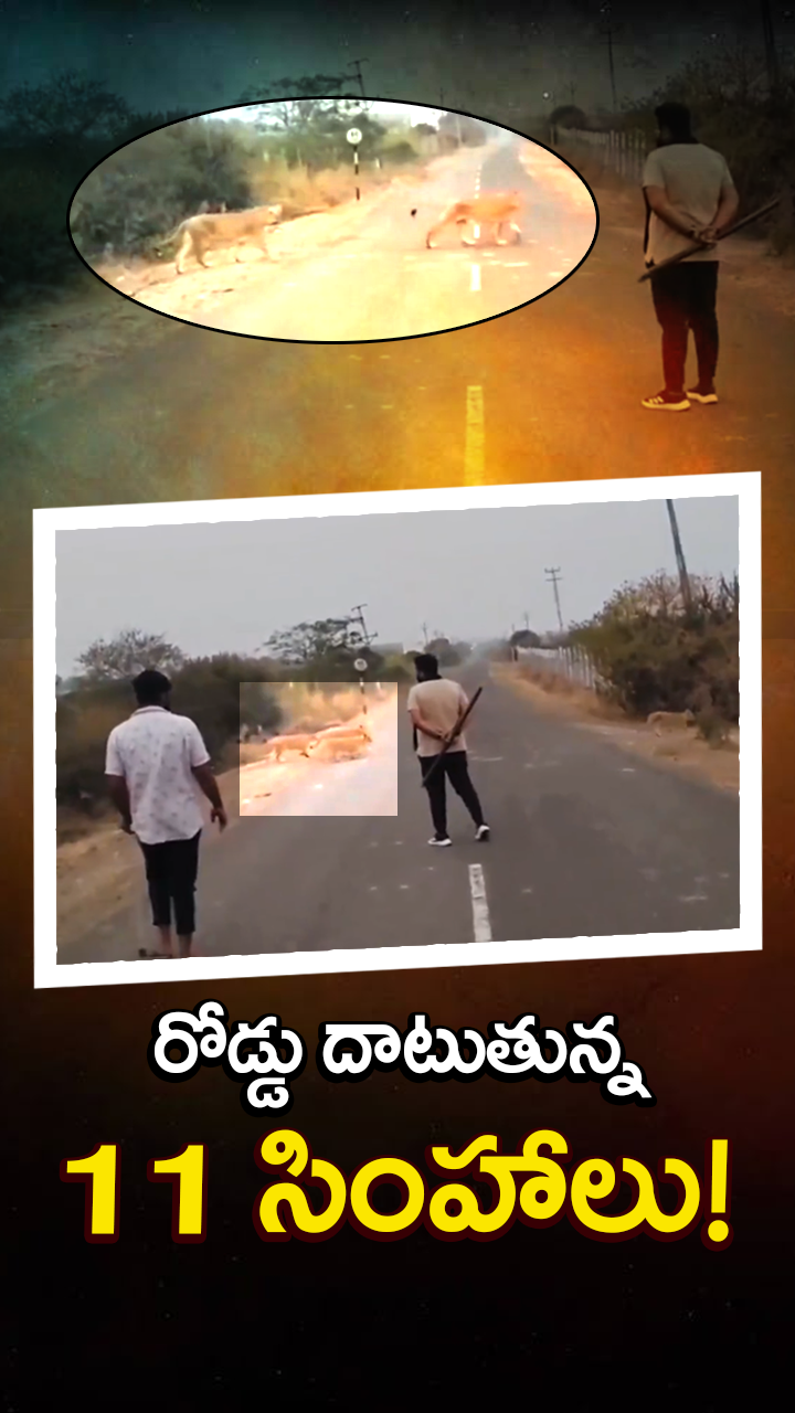 గుజరాత్‌లో రోడ్డు దాటుతున్న సింహాల గుంపు వీడియో వైరల్!