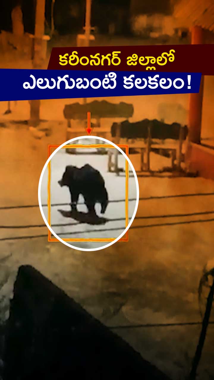 కరీంనగర్‌ జిల్లాలో ఎలుగుబంటి కలకలం!