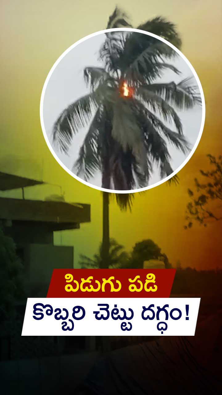 తూర్పు గోదావరి జిల్లాలో పిడుగు పడి కొబ్బరి చెట్టు దగ్ధం!
