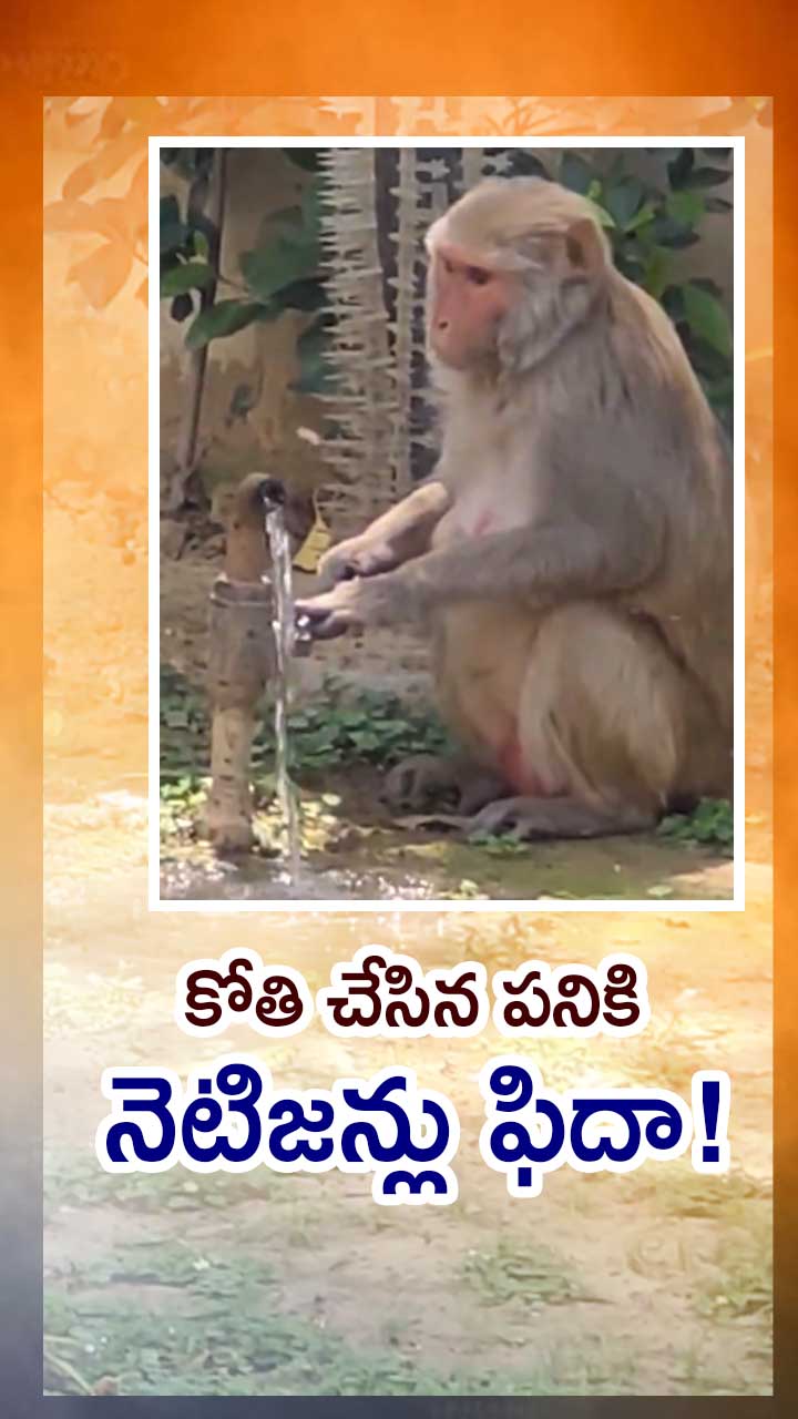 నెటిజన్ల మనసు గెలుచుకున్న కోతి... వీడియో వైరల్!