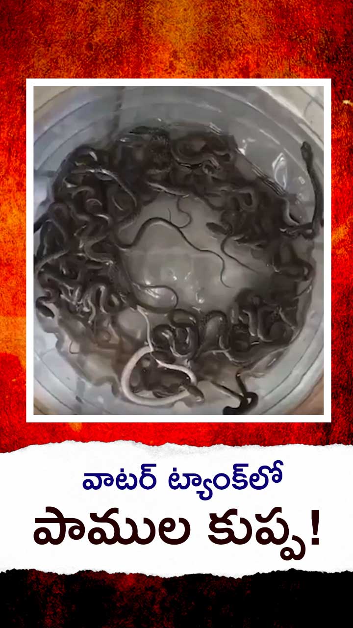 బాబోయ్.. వాటర్ ట్యాంక్‌లో పాముల కుప్ప!