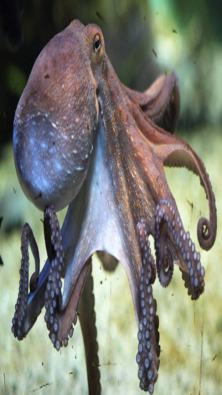 వీటన్నింటినీ మనుషులు పచ్చిగానే తినేస్తారు..!