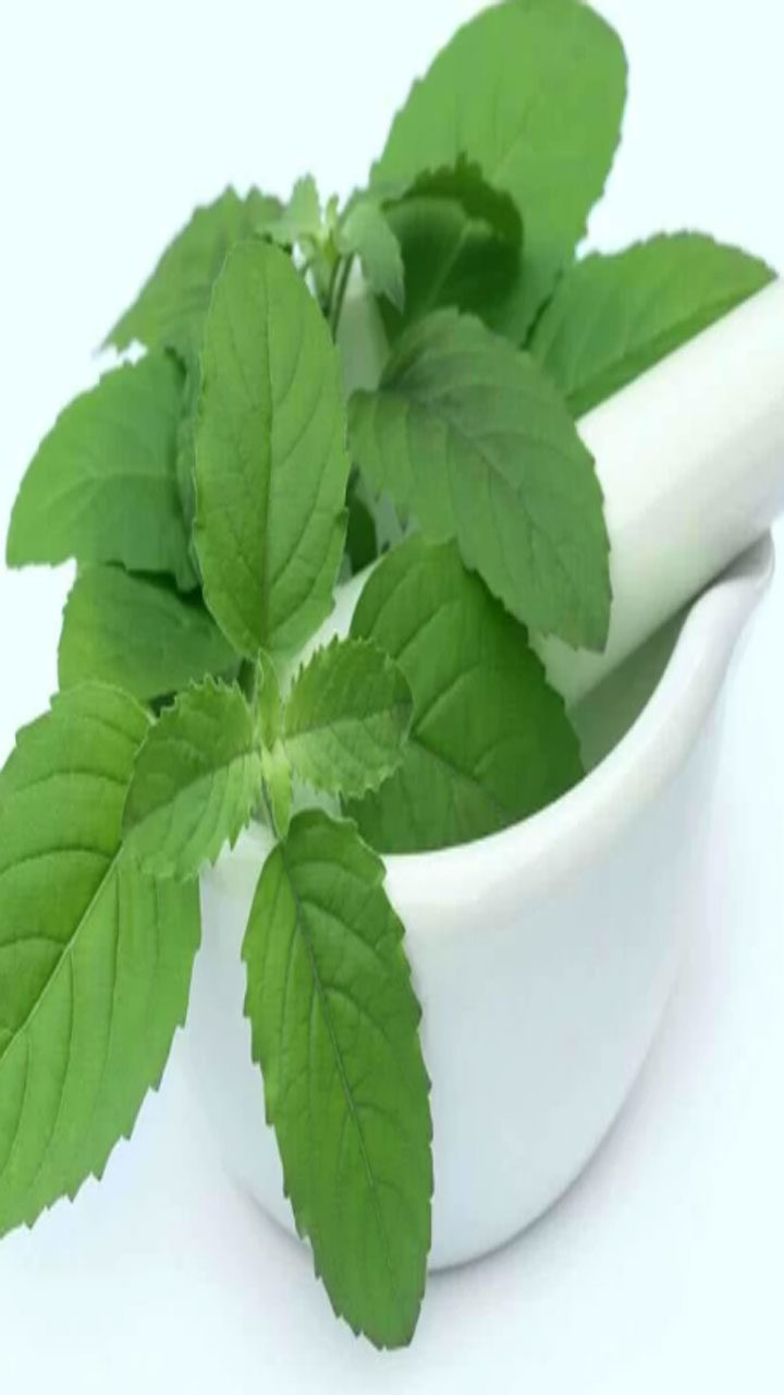 Tulsi: ప్రతిరోజూ తులసి ఆకులు తింటే కలిగే ప్రయోజనాలేంటంటే...