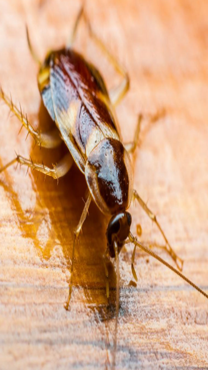 ఈ జీవులు శృంగారం లేకుండానే పిల్లలను కంటాయి..