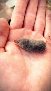 ప్రపంచంలోని 8 చిన్ని జంతువులు ఇవే..