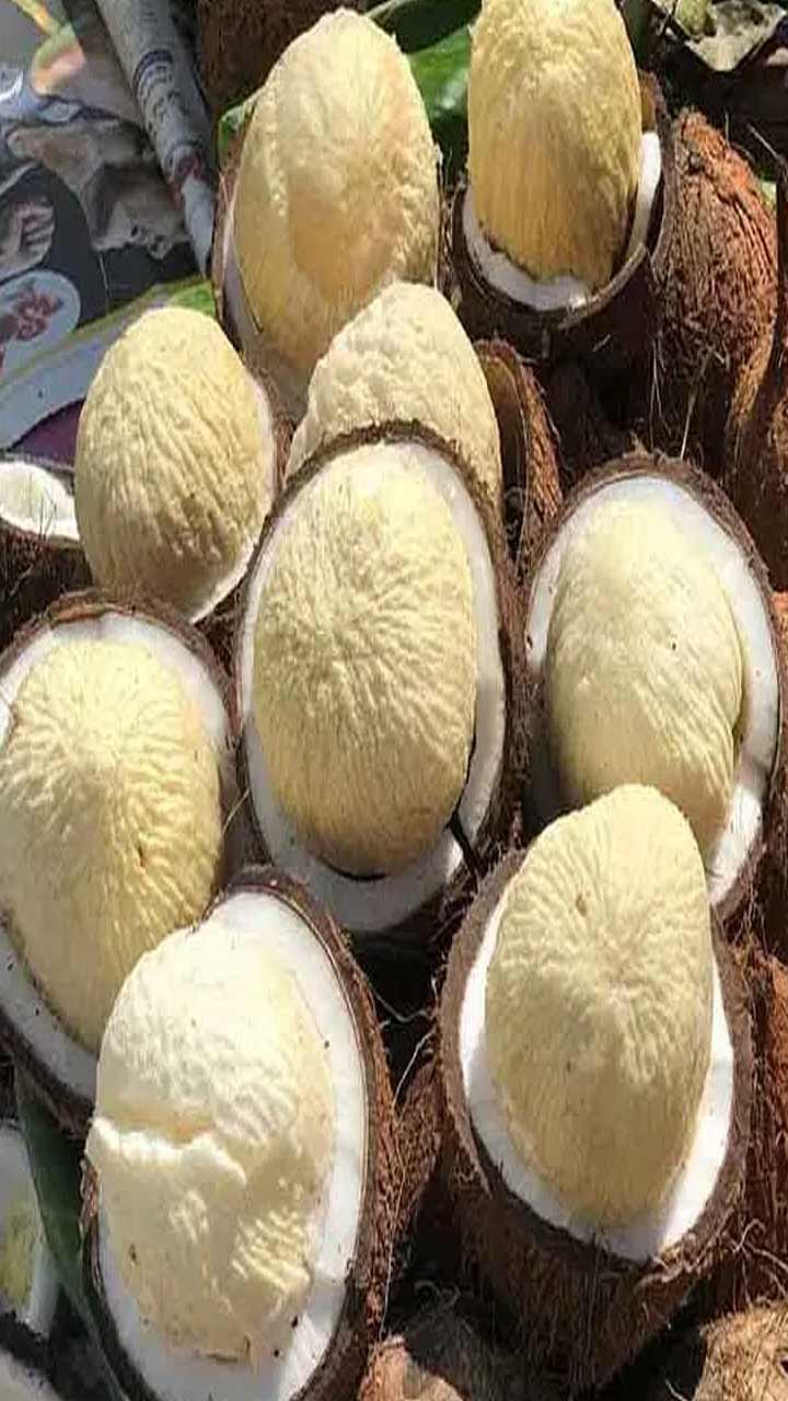 కొబ్బరి ‘పువ్వు’లో ఇన్ని ఔషధ గుణాలున్నాయా..?