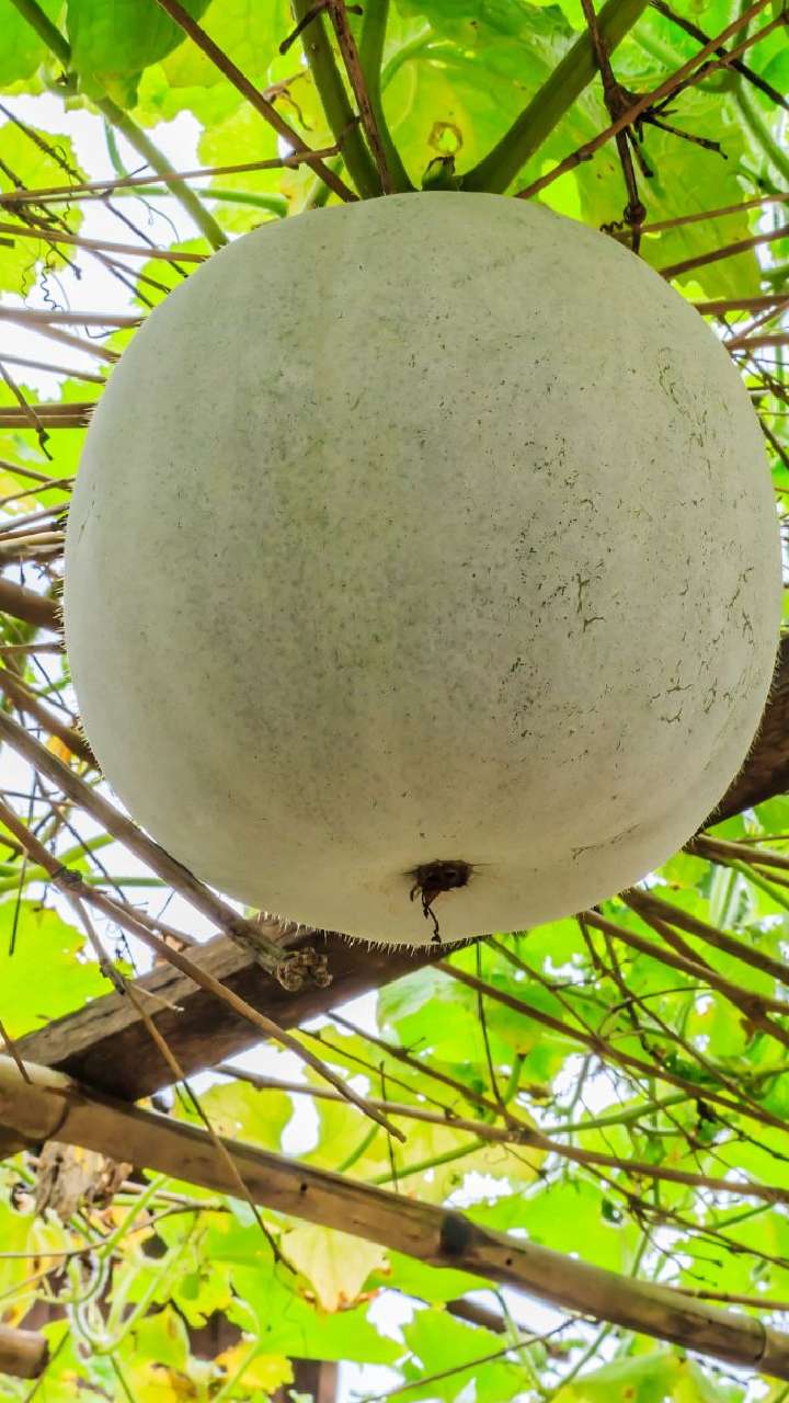 ఈ రసం తాగారా? ఇట్టే బరువు దింపేసుకోవచ్చు..!!