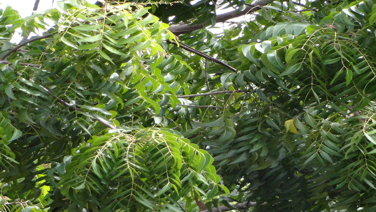 వేపాకుల నుంచి మామిడి ఆకుల వరకు.. డయాబెటిస్‌ను కంట్రోల్ చేసే