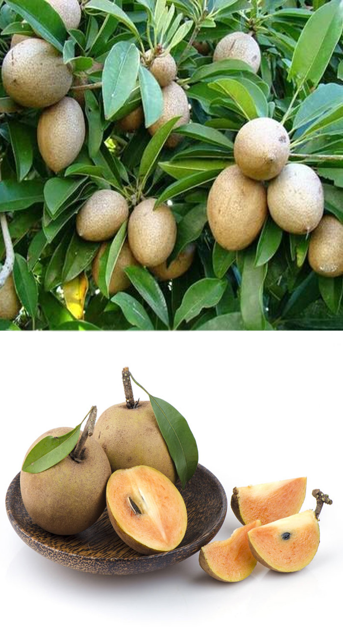 సపోటాను ఛీప్‌గా చూస్తున్నారా.. రోజూ ఒకటి తింటే ఏమవుతుందంటే..