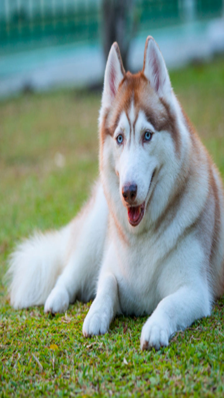 ఈ కుక్క జాతులు అత్యంత పురాతమైనవి..